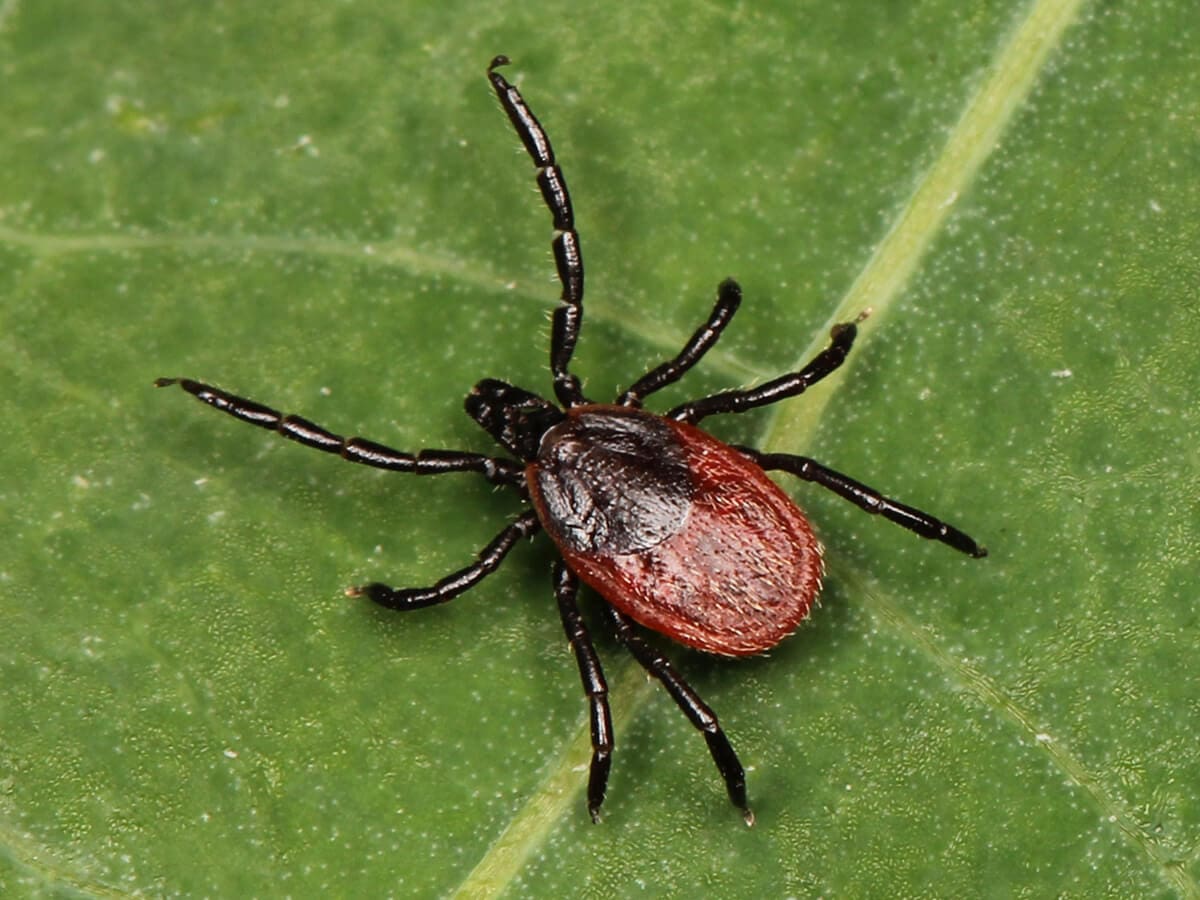 Tick Identification | Jackson County Vector Control District