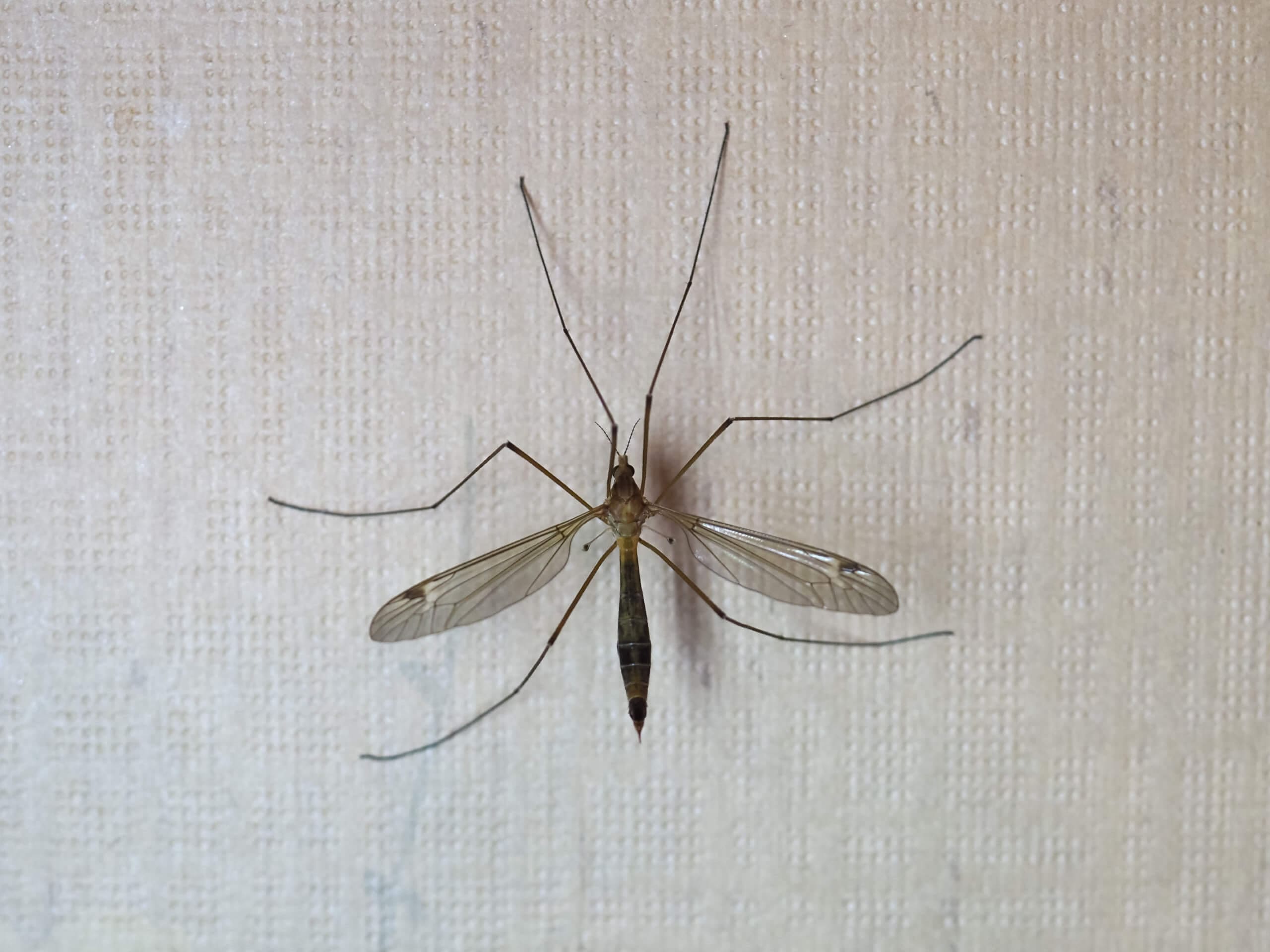 Winter Mosquitoes? | Jackson County Vector Control District