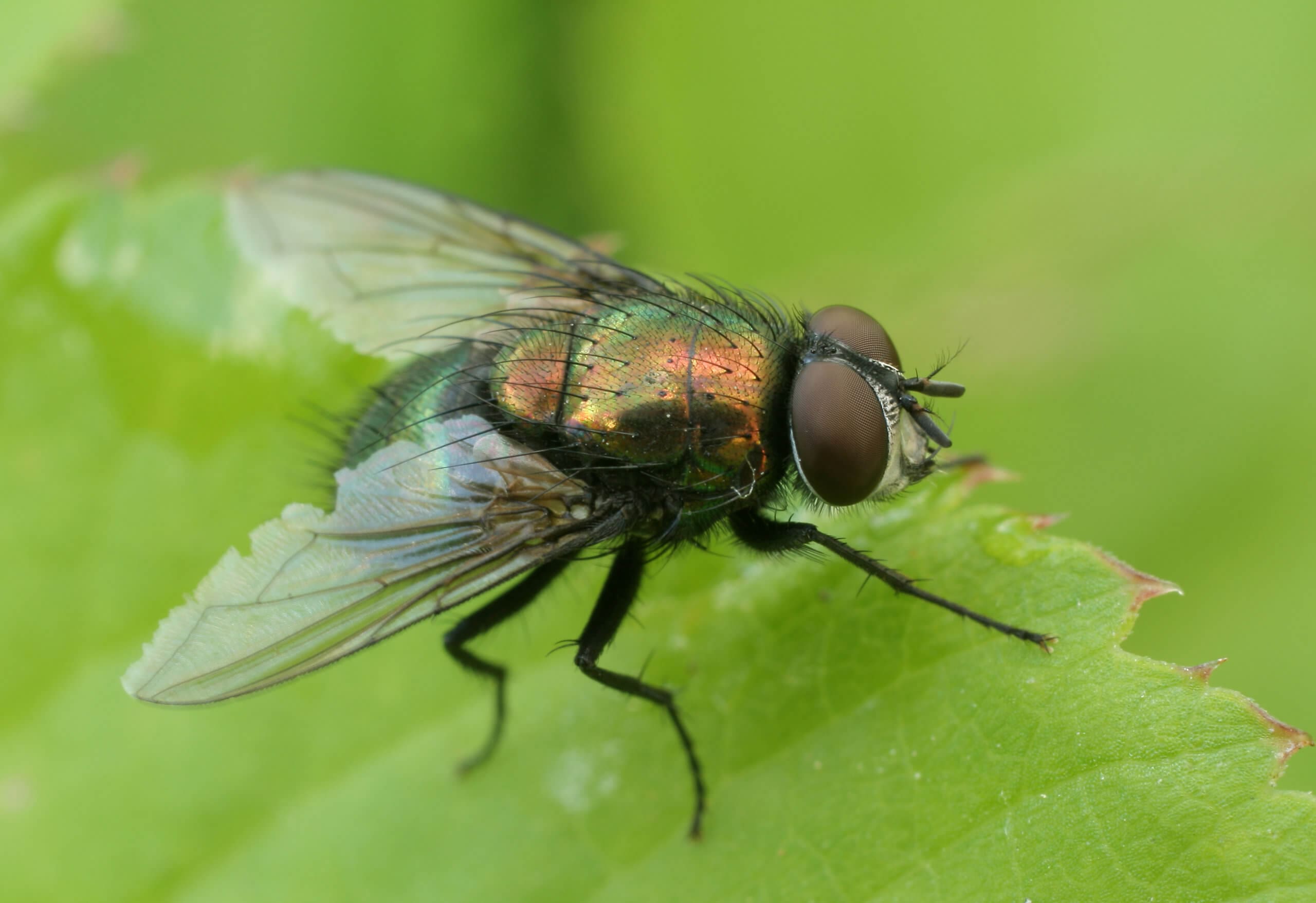 Fly Control | Jackson County Vector Control District