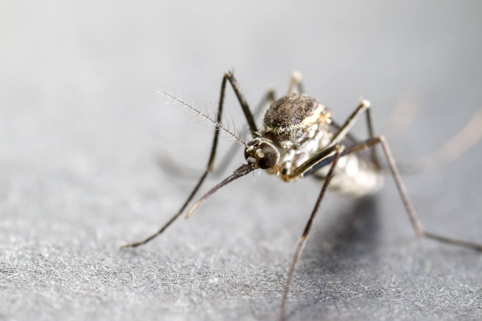 Planned Adult Mosquito Treatment 06/24/2025 | Jackson Co. Vector