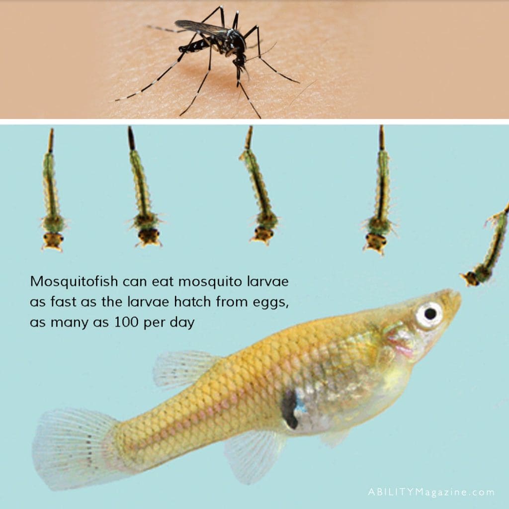 Mosquitofish are Ready | Jackson County Vector Control District