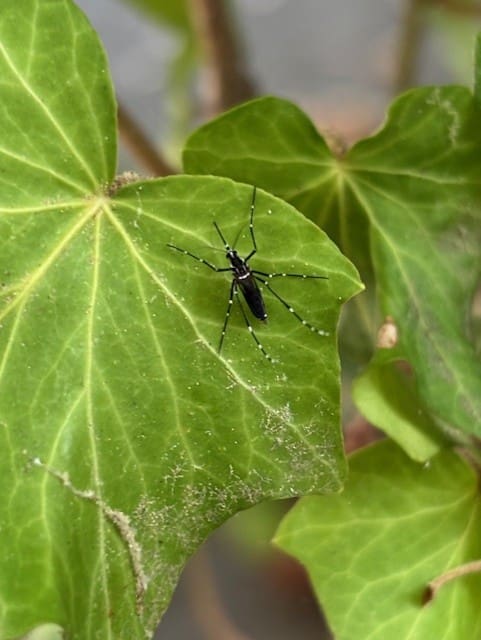 Aedes aegypti is here—and it’s no ordinary mosquito. | Jackson County ...